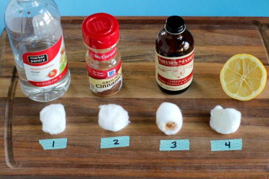 Exploring Our 5 Senses: Smell - Make and Takes