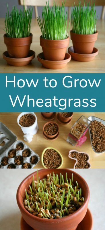 How to Grow Your Own Wheatgrass - Make and Takes