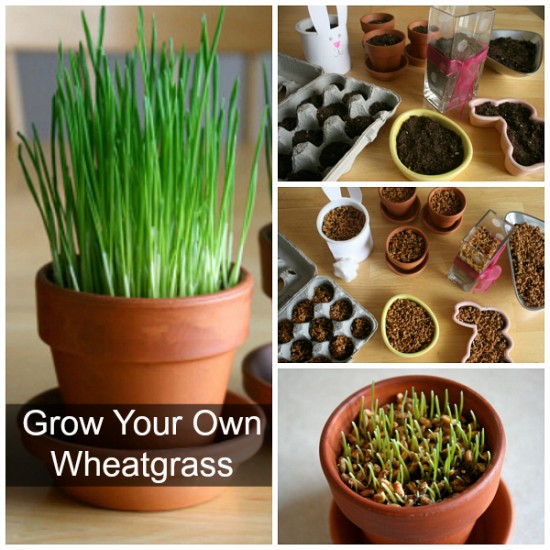 How to Grow Your Own Wheatgrass - Make and Takes