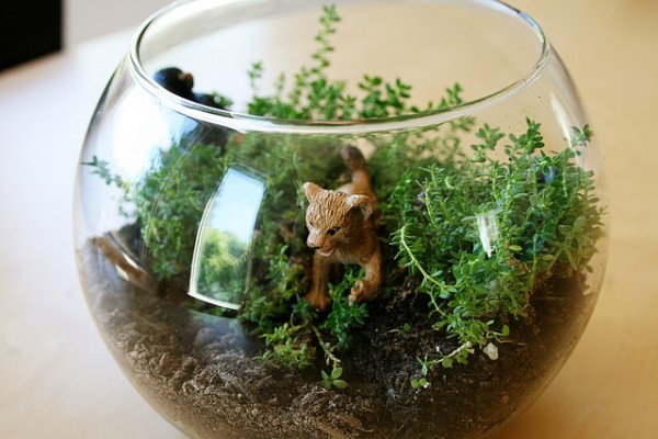 Make a Kid-Friendly Terrarium - Make and Takes