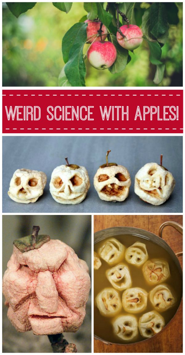 Weird Science All About Apples! - Make and Takes