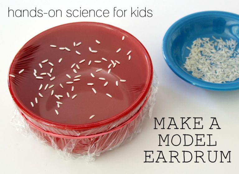 Hands-on Science: Make a Model Eardrum - Make and Takes